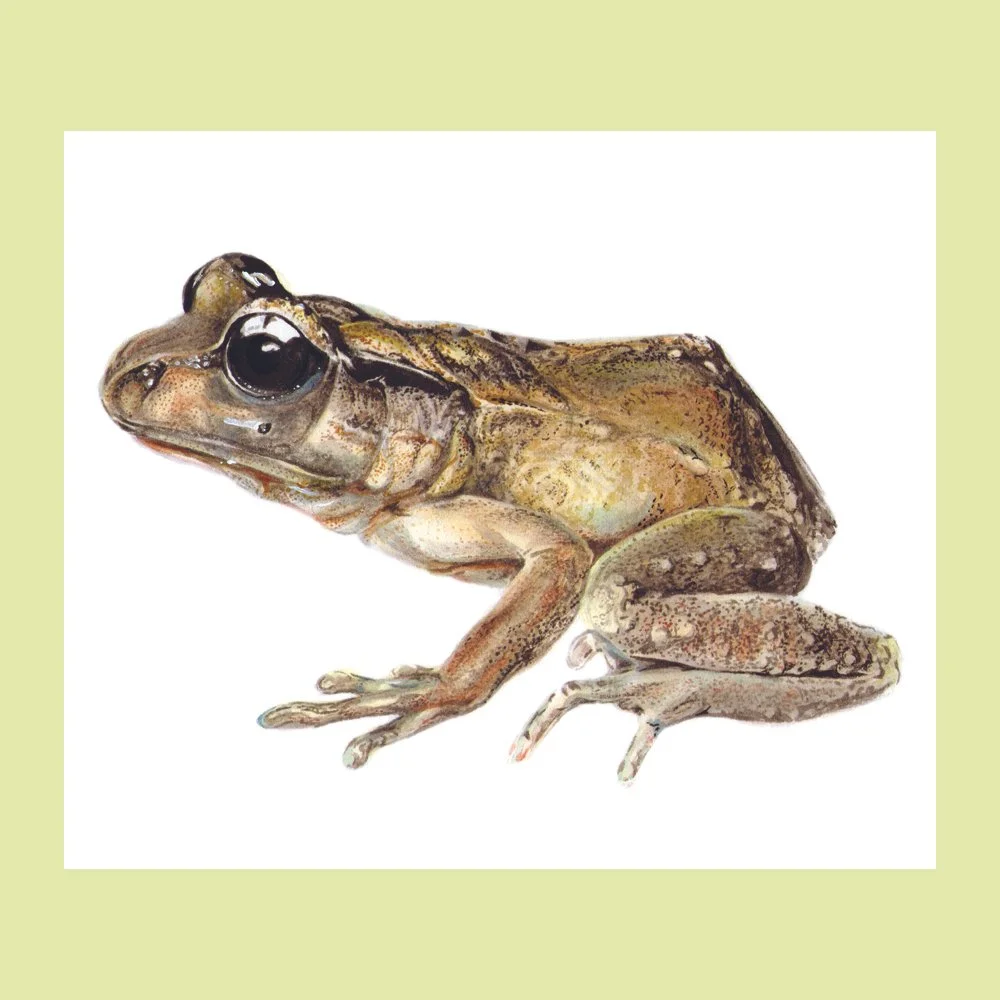 Prints and Posters — Erin Forsyth