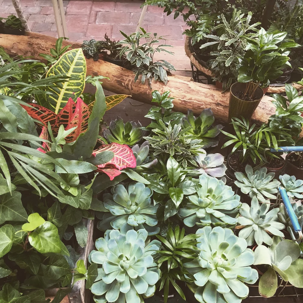 Fresh & Fancy Farms — Fresh & Fancy Farms