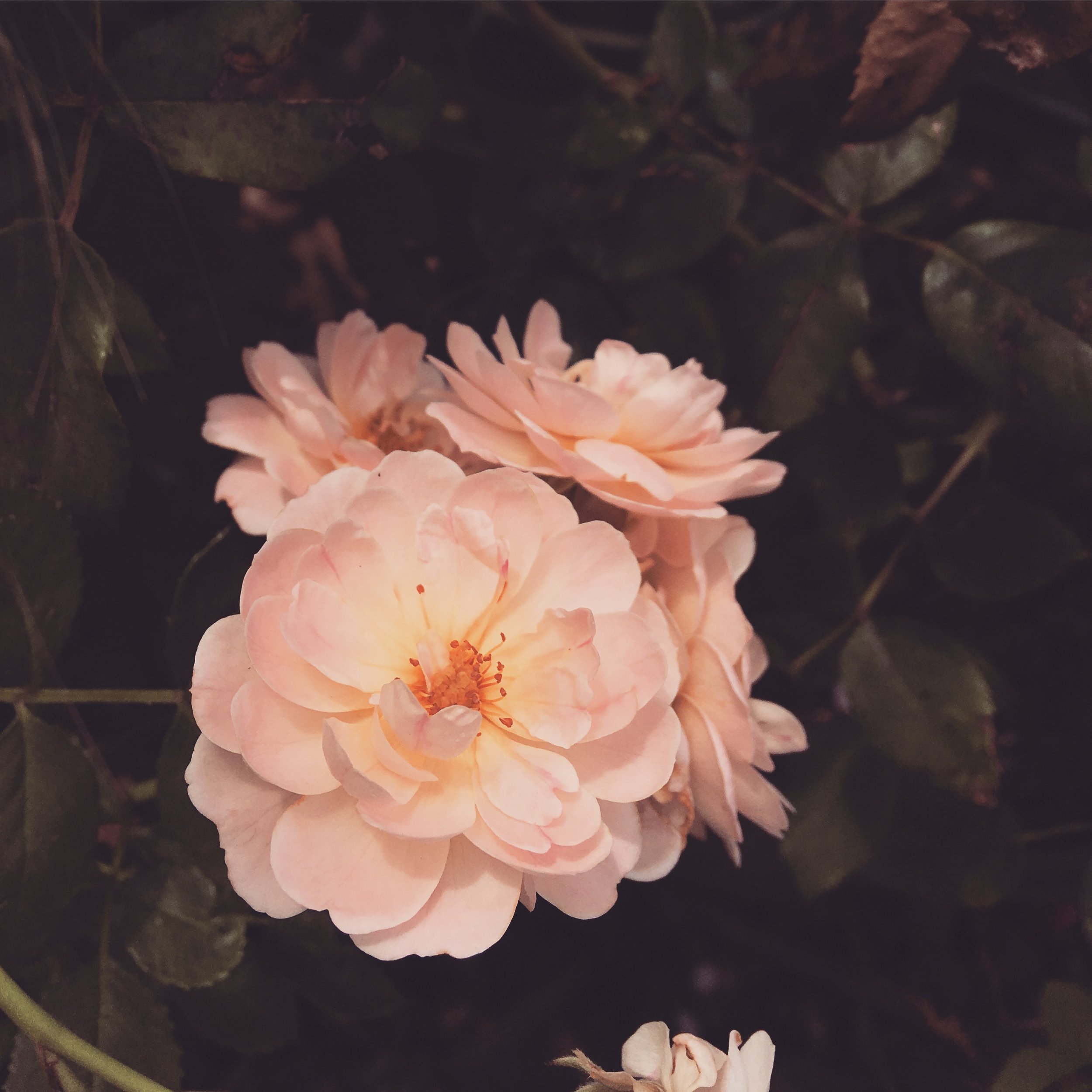 Fresh & Fancy Farms — Fresh & Fancy Farms
