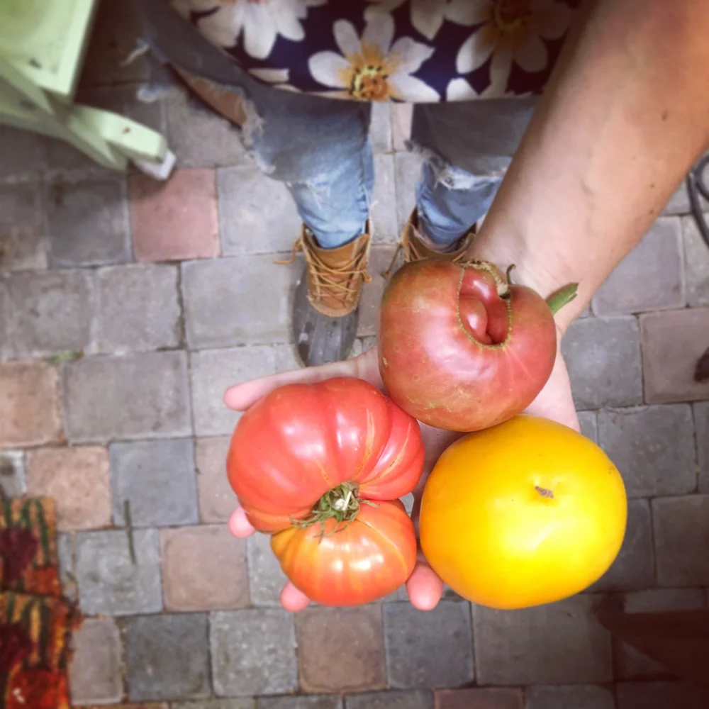 Fresh & Fancy Farms — Fresh & Fancy Farms