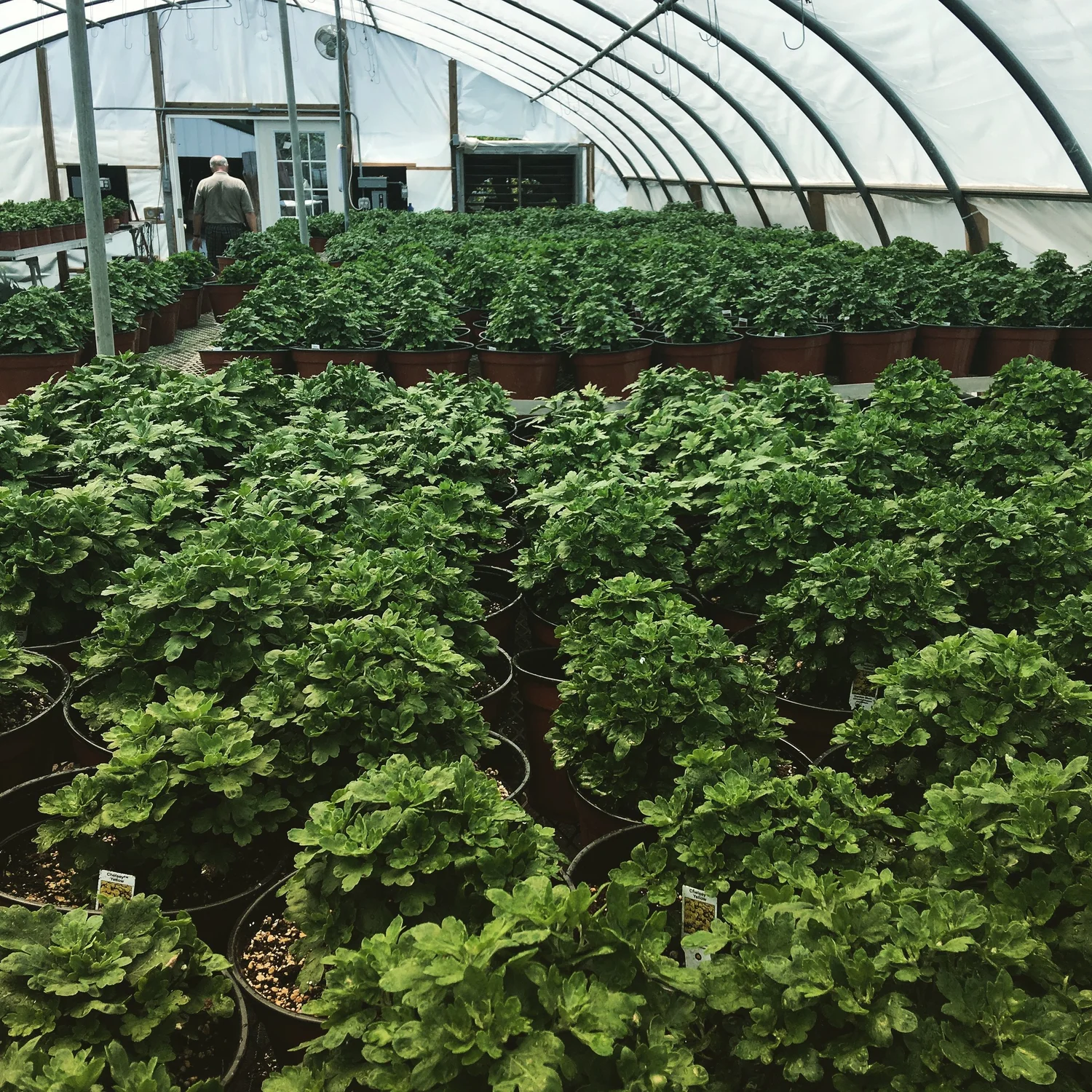 Fresh & Fancy Farms — Fresh & Fancy Farms