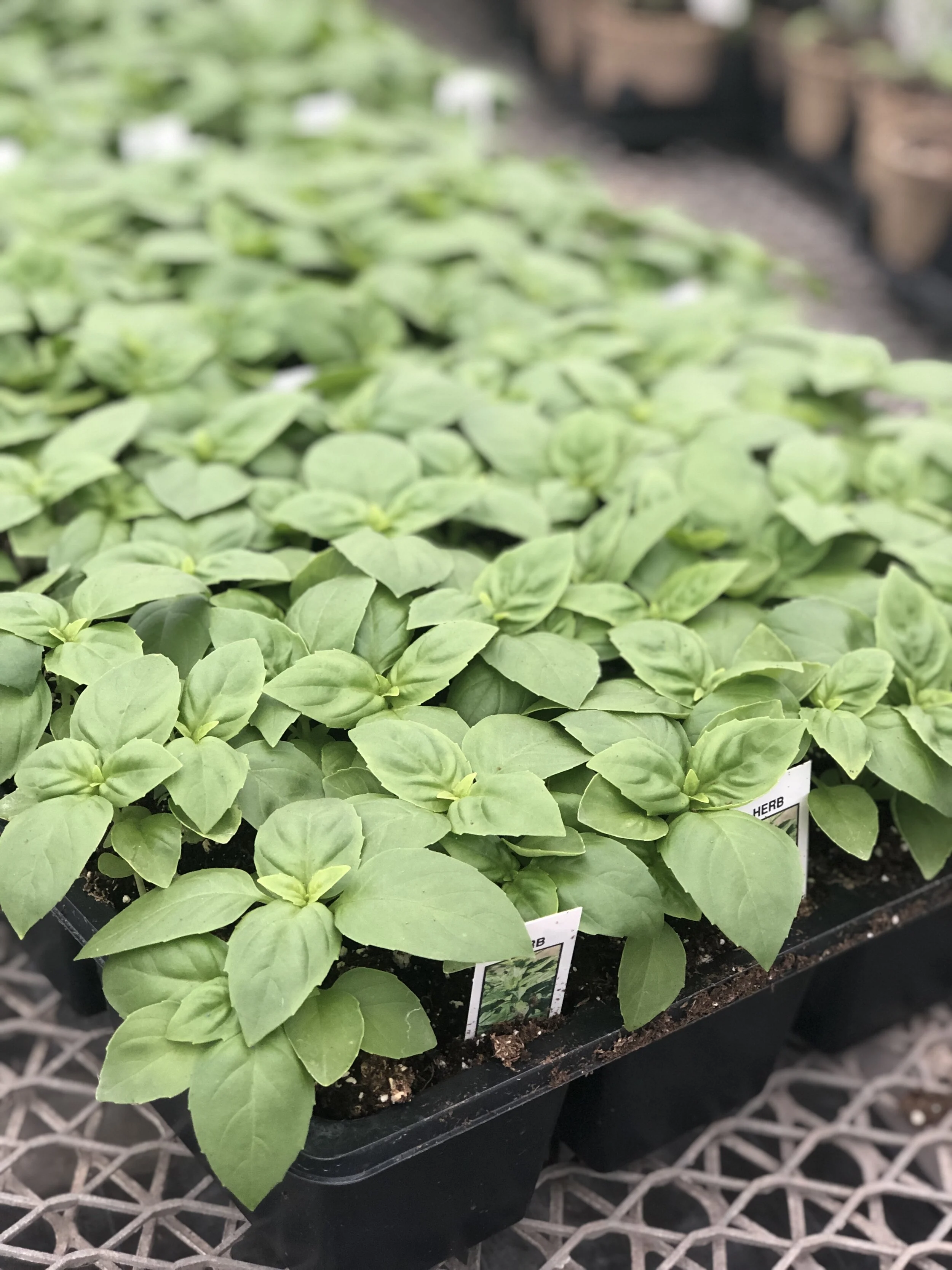 Herb Pack — Fresh & Fancy Farms