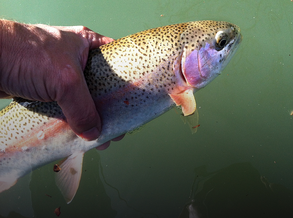 Guadalupe river trout — Fishing Reports — All Water Guides