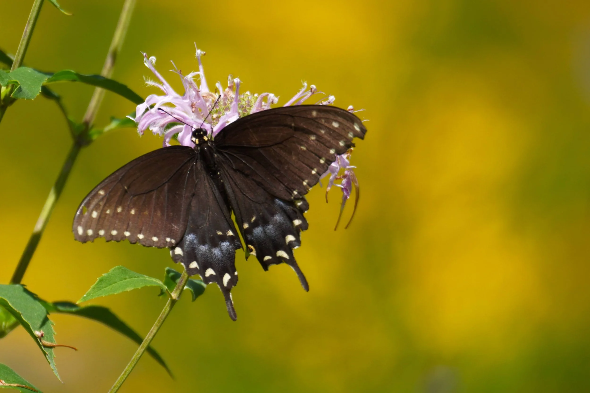 Dragonfly Farm — Perkiomen Watershed Conservancy