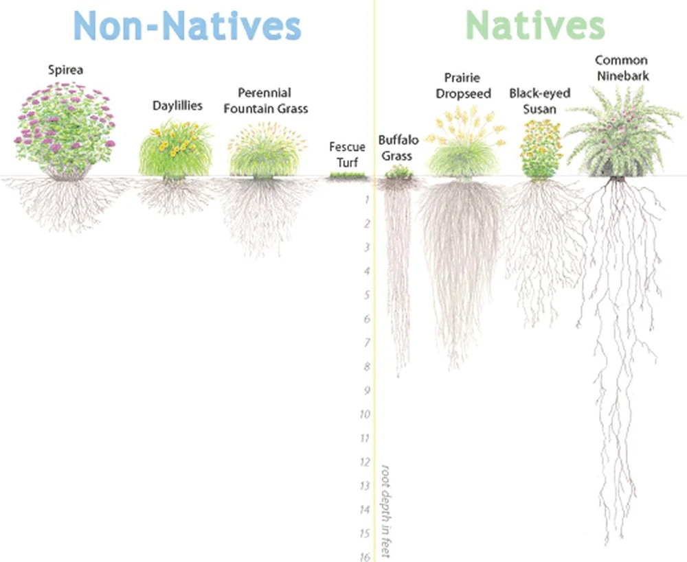Benefits of Native Plants — Perkiomen Watershed Conservancy