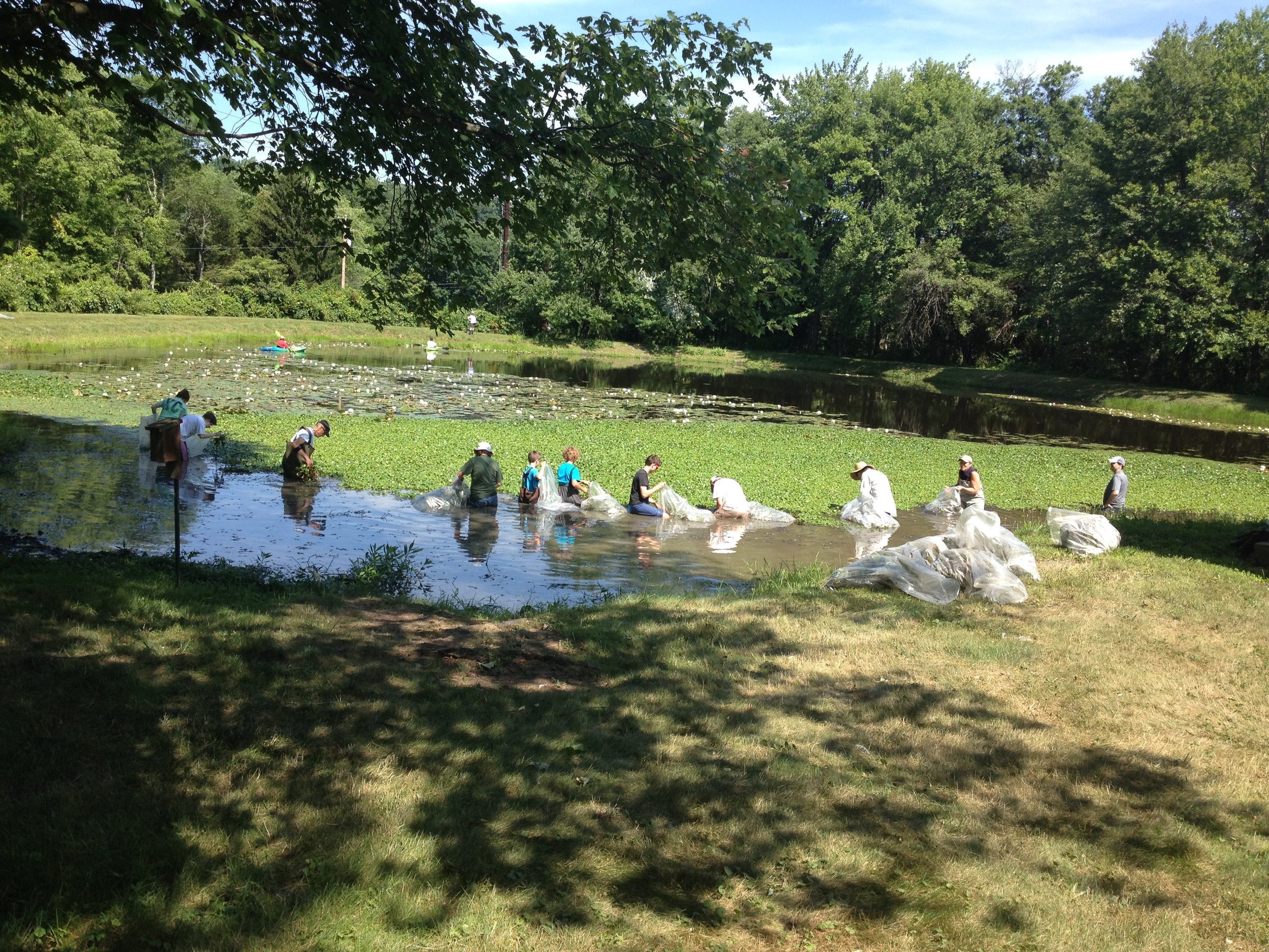 Water Chestnut Removal