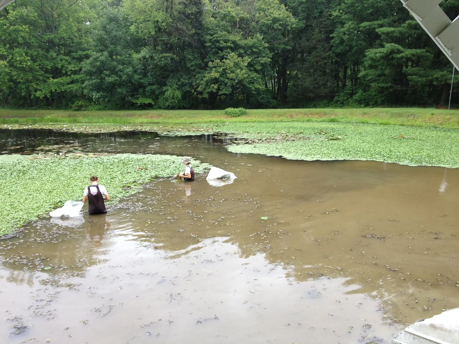 Water Chestnut Removal