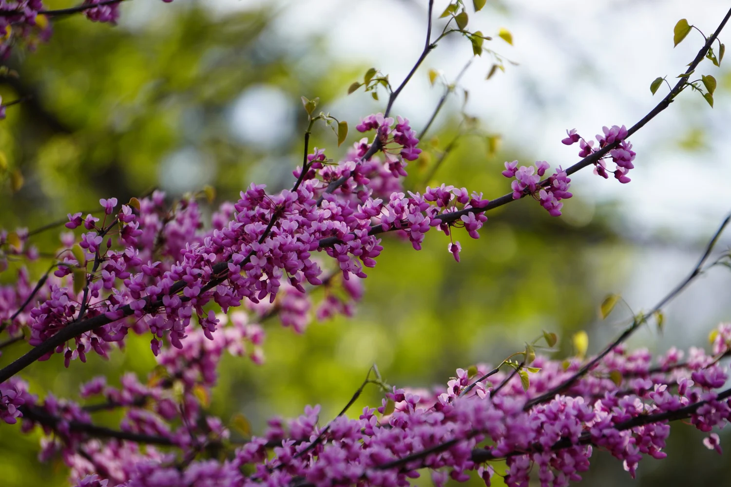 Benefits of Native Plants — Perkiomen Watershed Conservancy