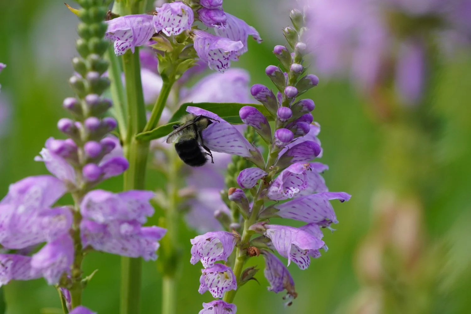 Benefits of Native Plants — Perkiomen Watershed Conservancy