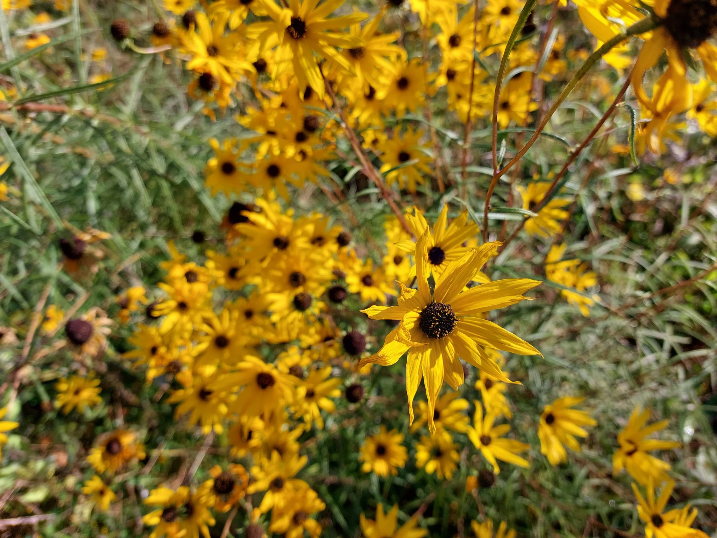 Native Plant Project — Perkiomen Watershed Conservancy