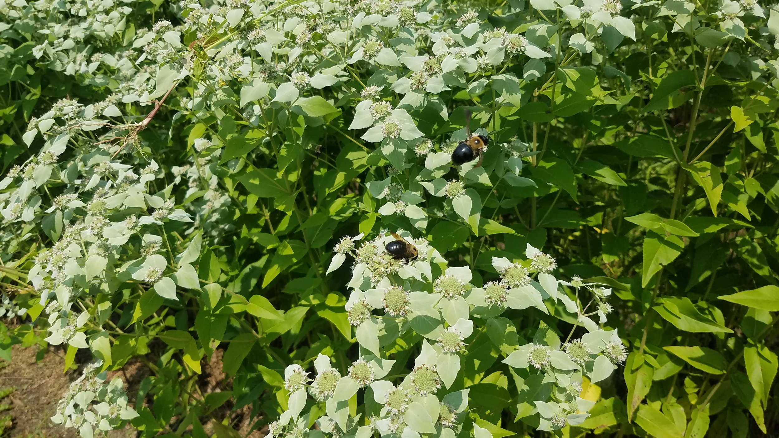 Native Plant Project — Perkiomen Watershed Conservancy