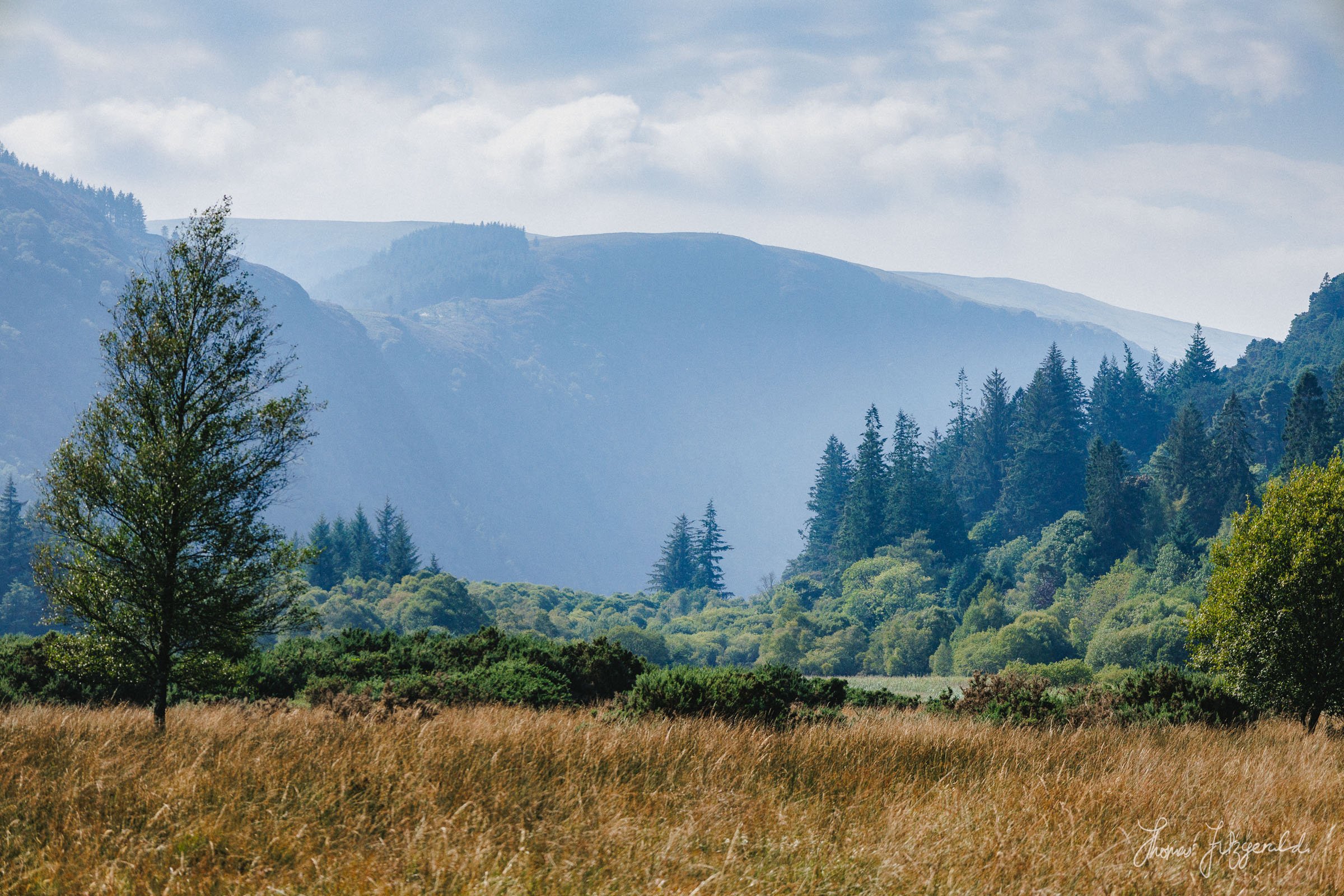 Photographing the Forest and Nature of the Wonderful Glendalough in Co ...