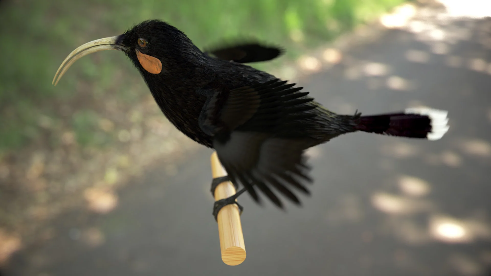 Auckland Museum — studio local