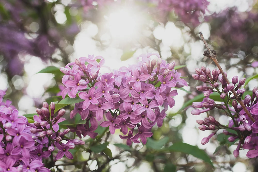 Spring Lilacs — april bern