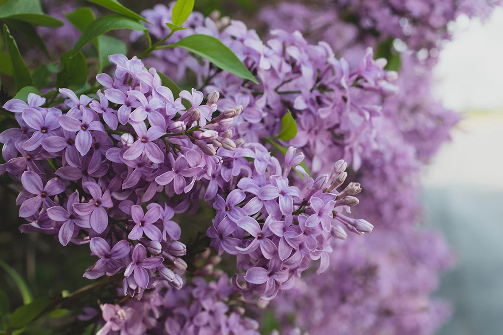Spring Lilacs — april bern
