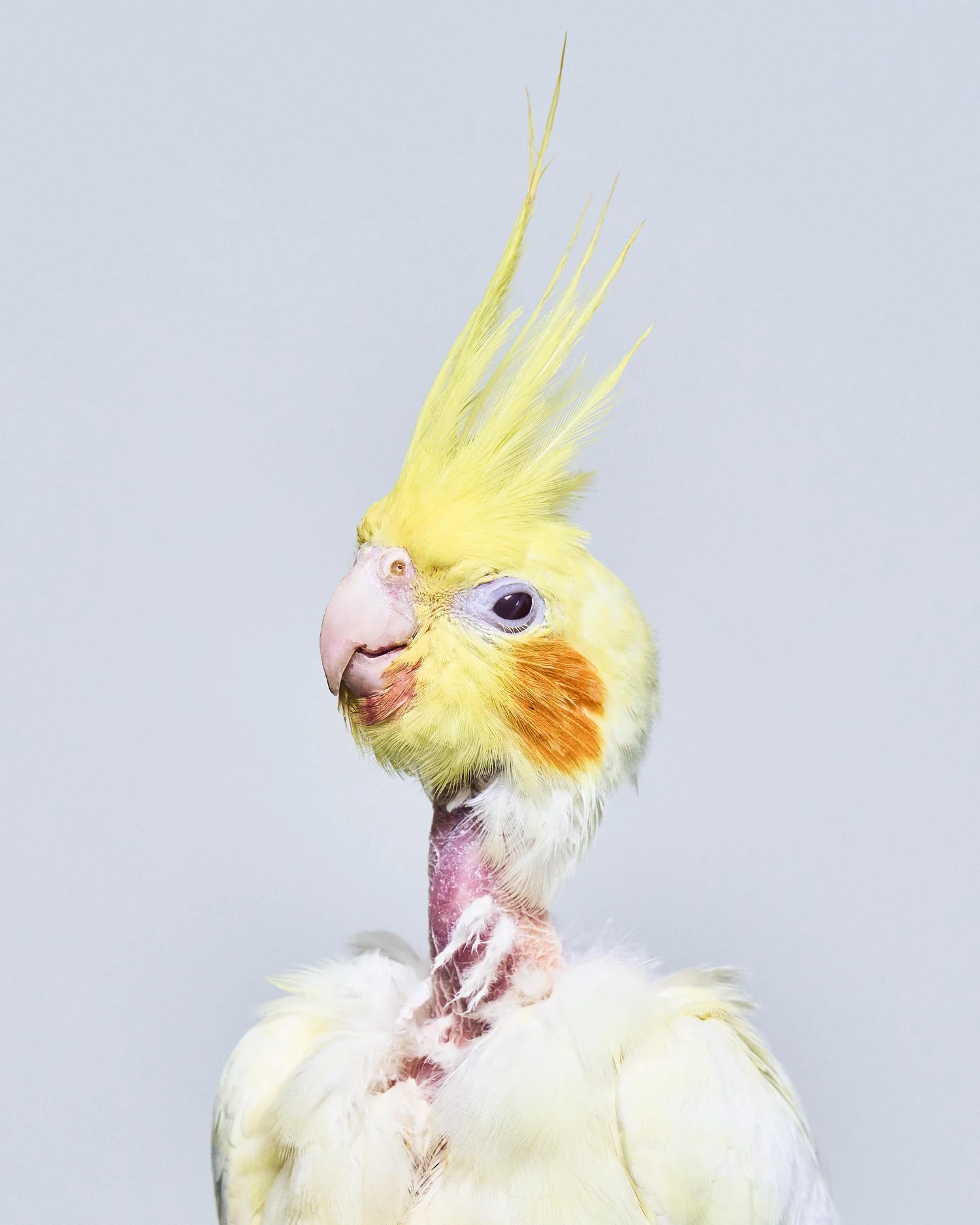 Yellow Lutino Cockatiel