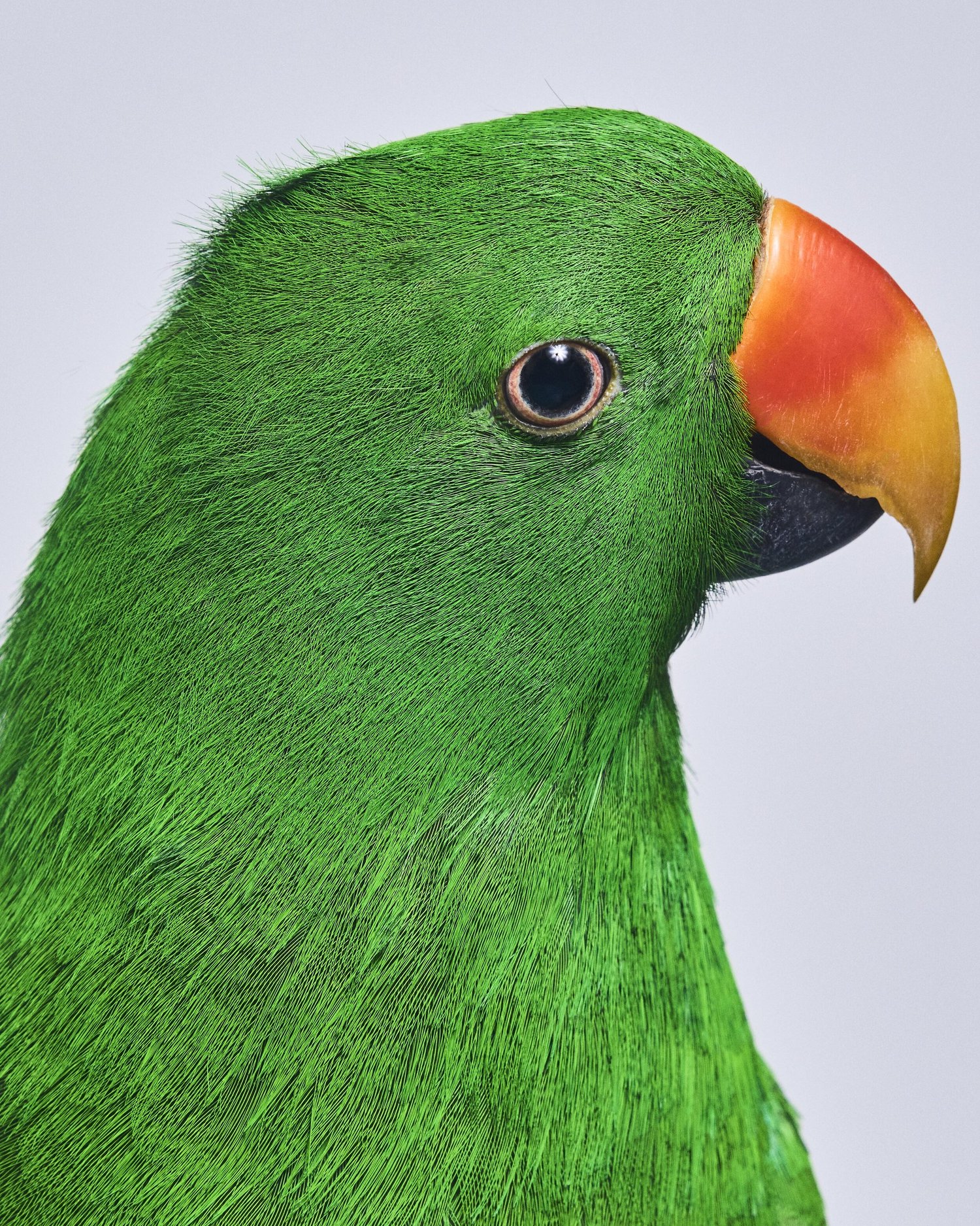 Male Eclectus Parrot