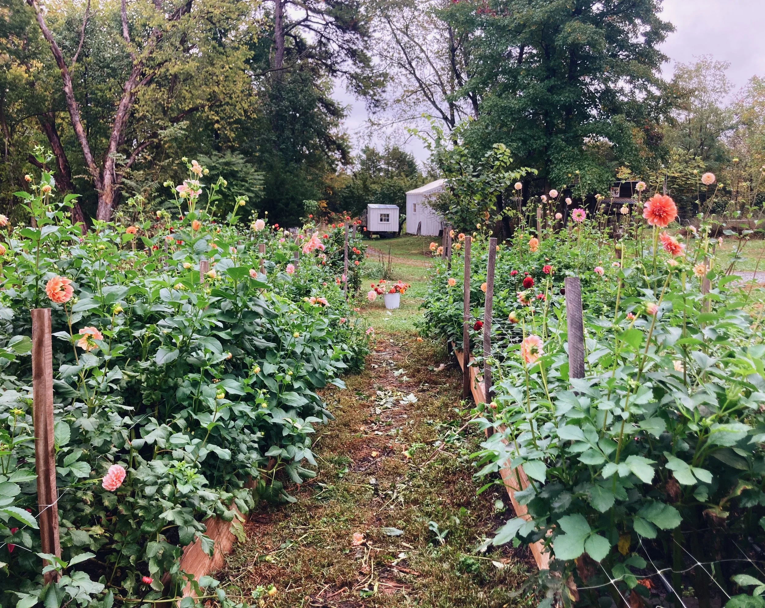 Foothills Flower Farm