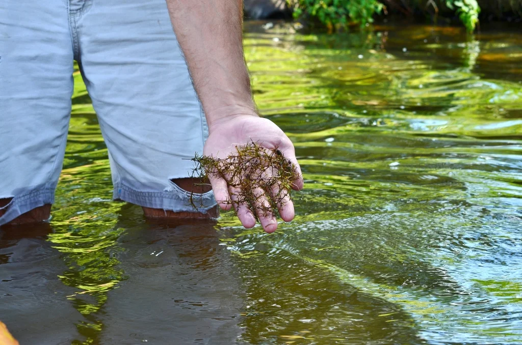 Scientists study how Beseck dam repair may impact aquatic plant ...