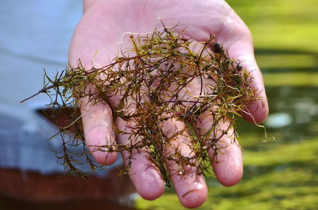 Scientists study how Beseck dam repair may impact aquatic plant ...