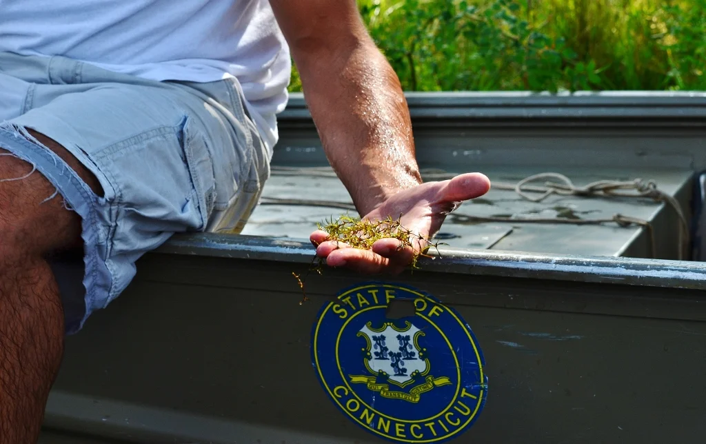 Scientists study how Beseck dam repair may impact aquatic plant ...