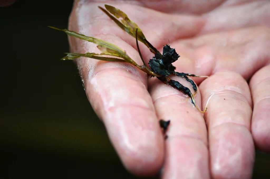 Scientists study how Beseck dam repair may impact aquatic plant ...