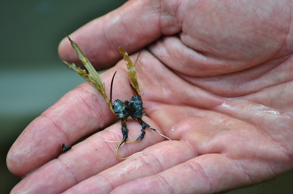 Scientists study how Beseck dam repair may impact aquatic plant ...