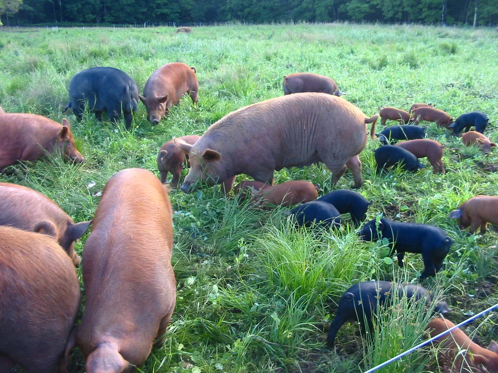 Pork — Jericho Settlers Farm, Inc.