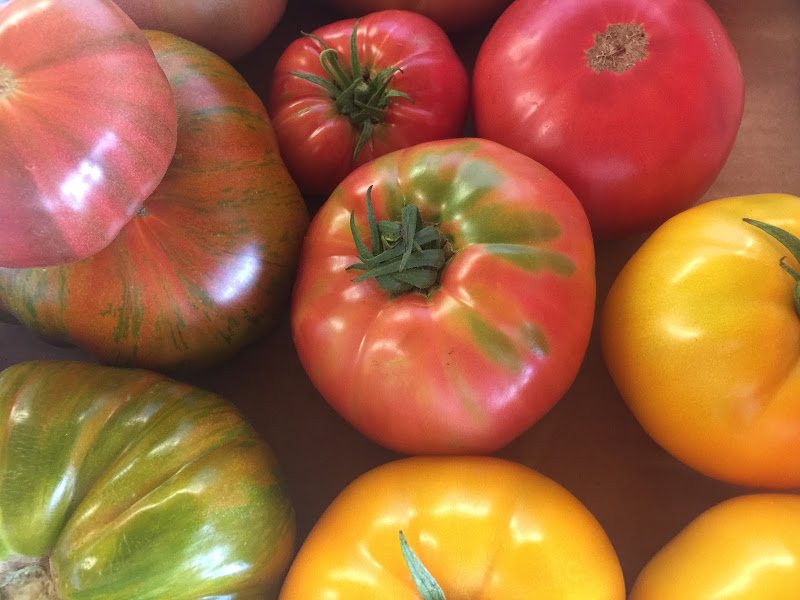 Jericho Settlers Farm, Inc.