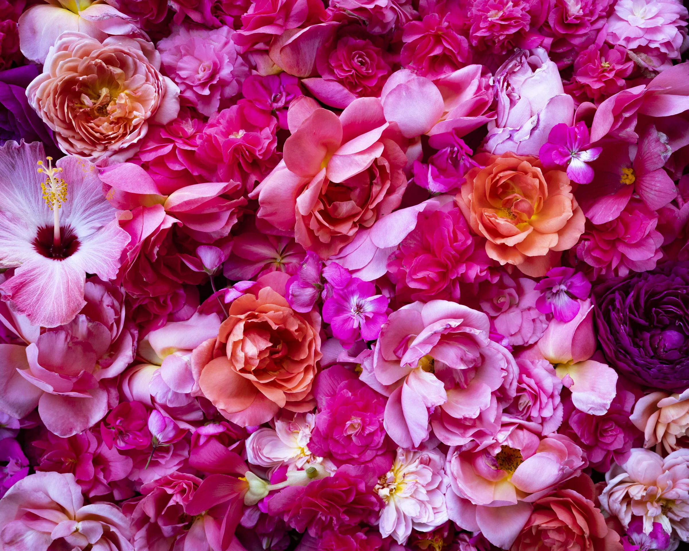 Blue Violet — Cig Harvey