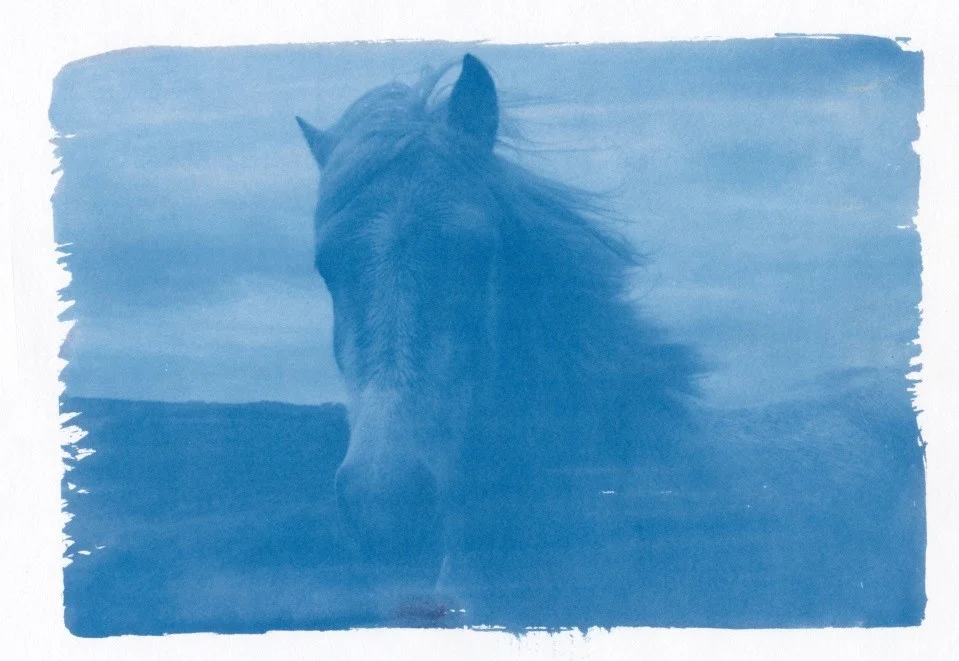 BLUEPRINTS: A BEGINNER'S GUIDE TO CYANOTYPES | RICHARD P J LAMBERT ...