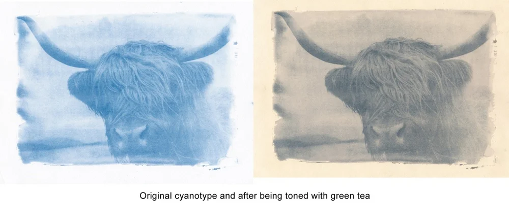 BLUEPRINTS: A BEGINNER'S GUIDE TO CYANOTYPES | RICHARD P J LAMBERT ...