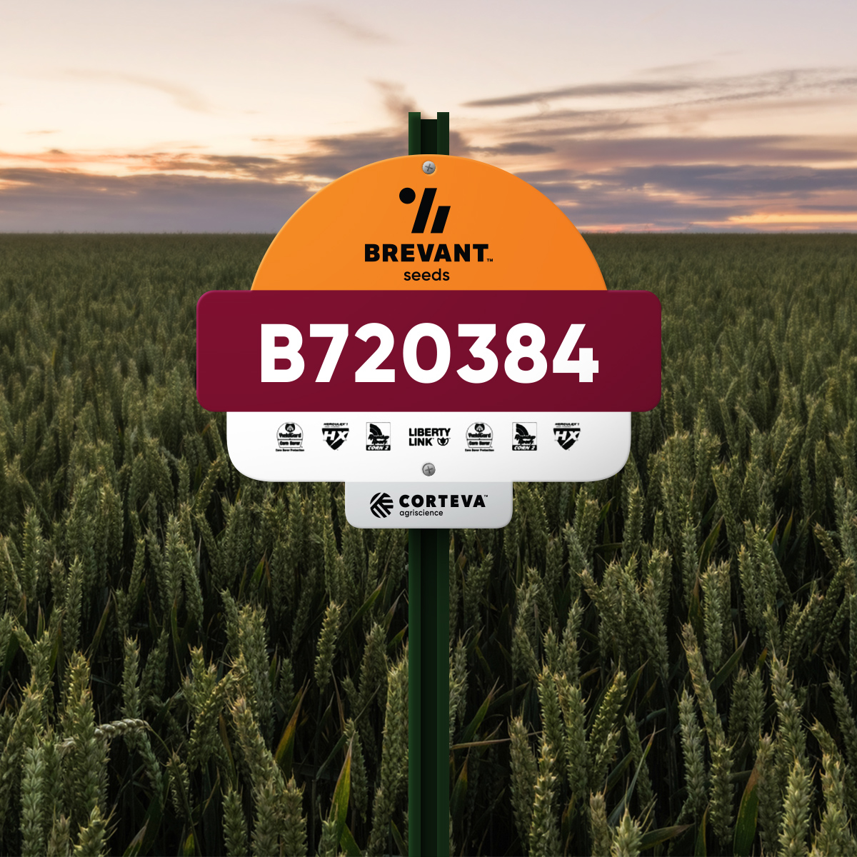 Brevant Seeds — Hahnmade