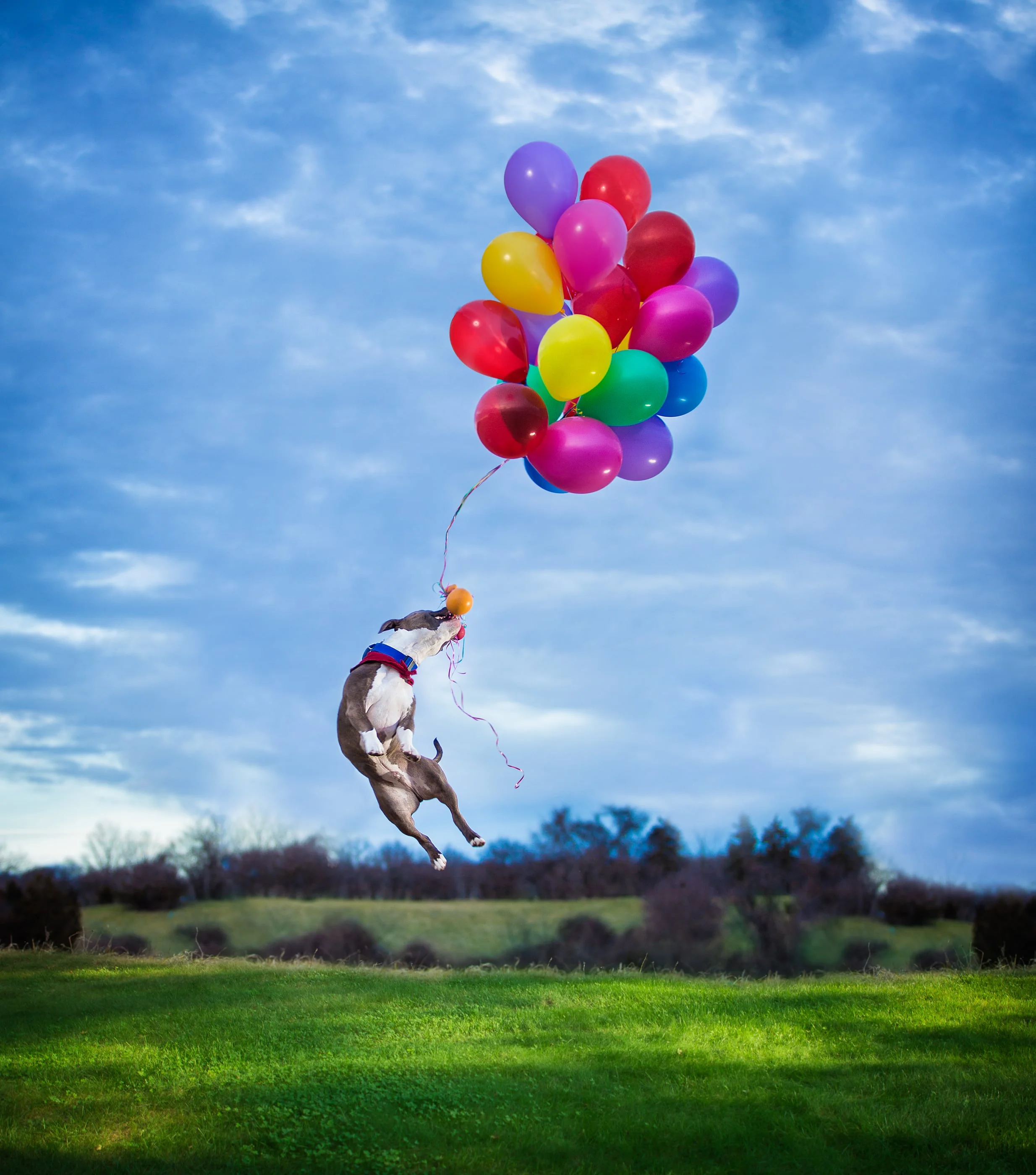 Dog Breath Photography Boston Dog Photographer dog-breath-photography-boston-dog-photographer