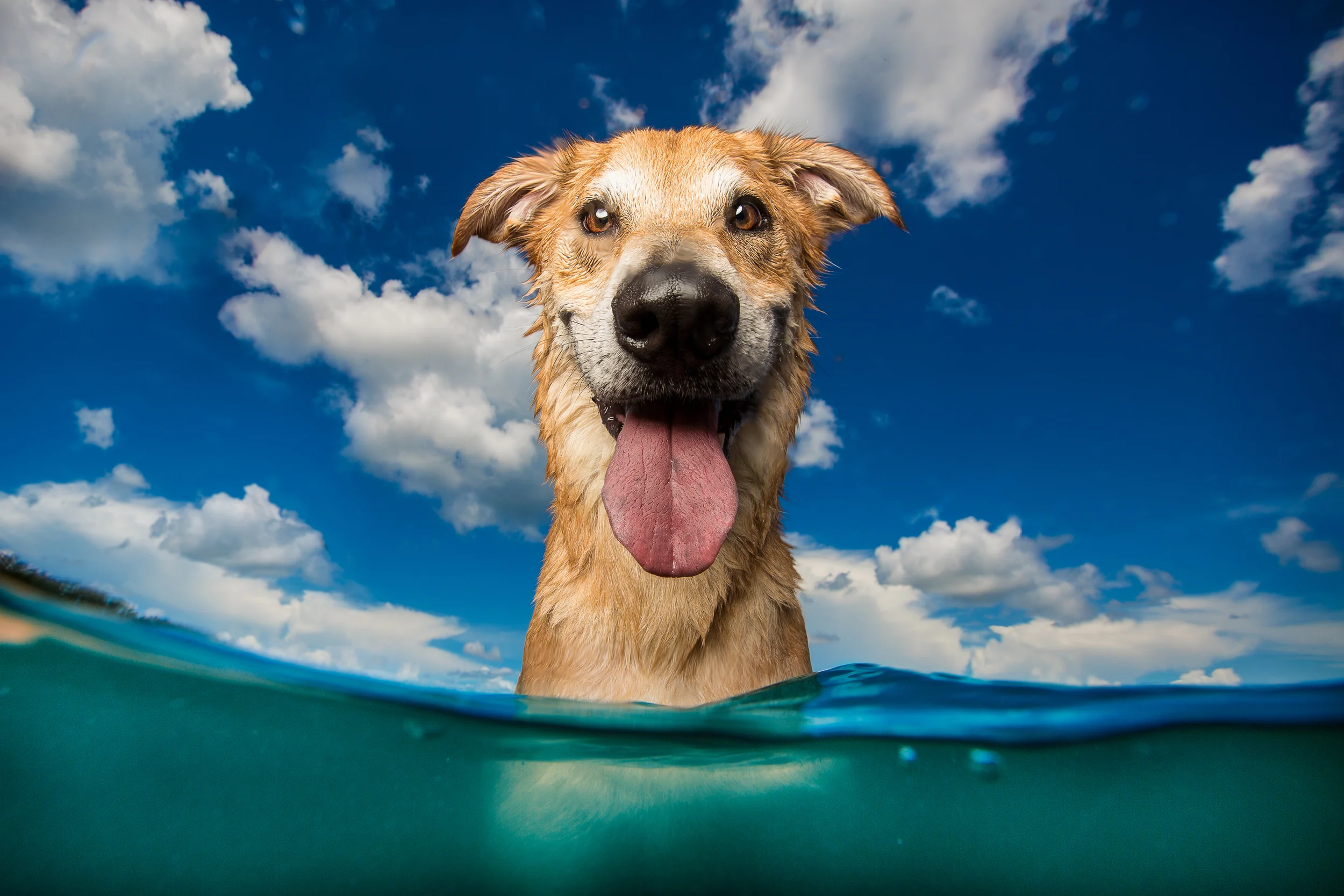 Dog Breath Photography Boston Dog Photographer dog-breath-photography-boston-dog-photographer