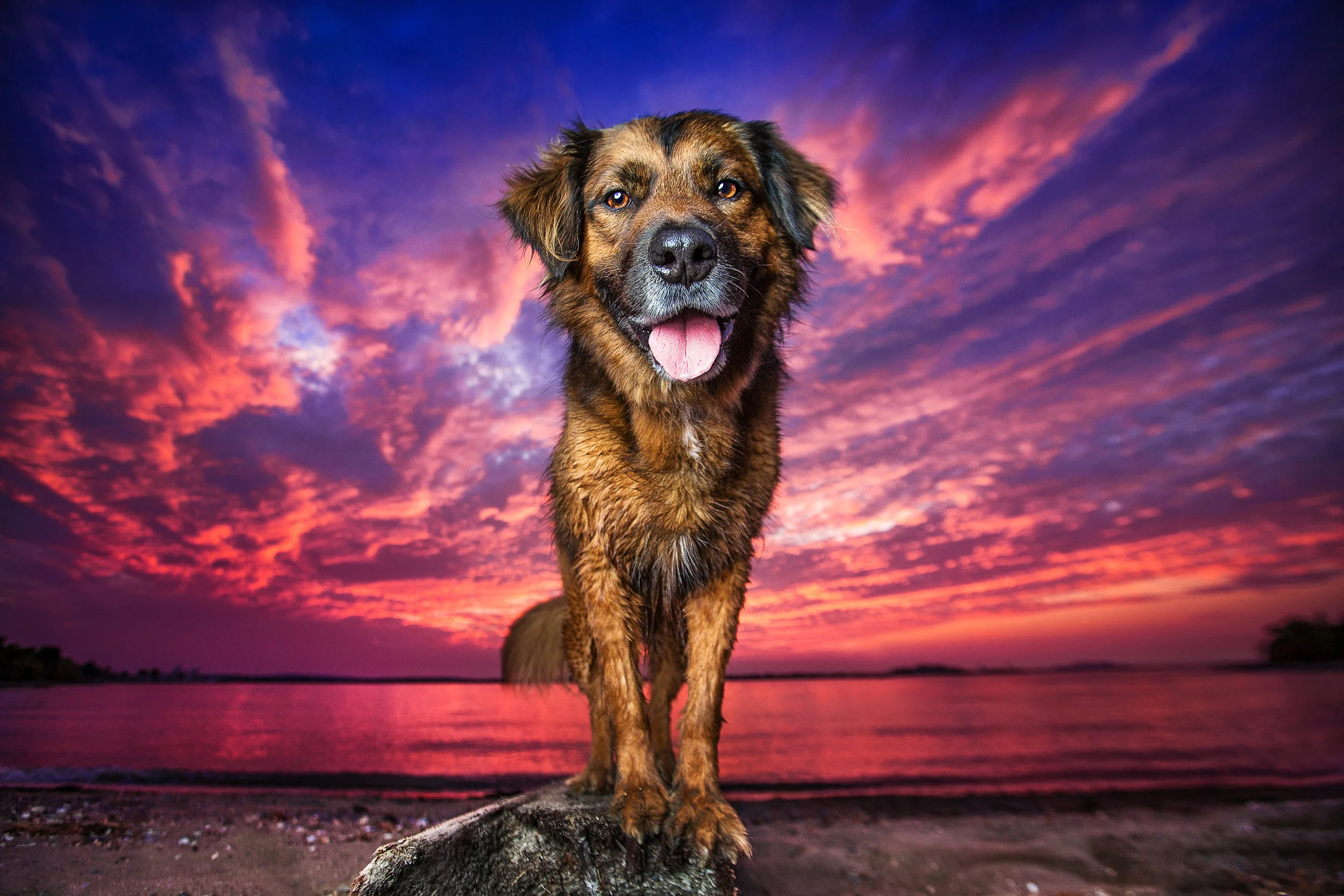 Dog Breath Photography | Boston Dog Photographer