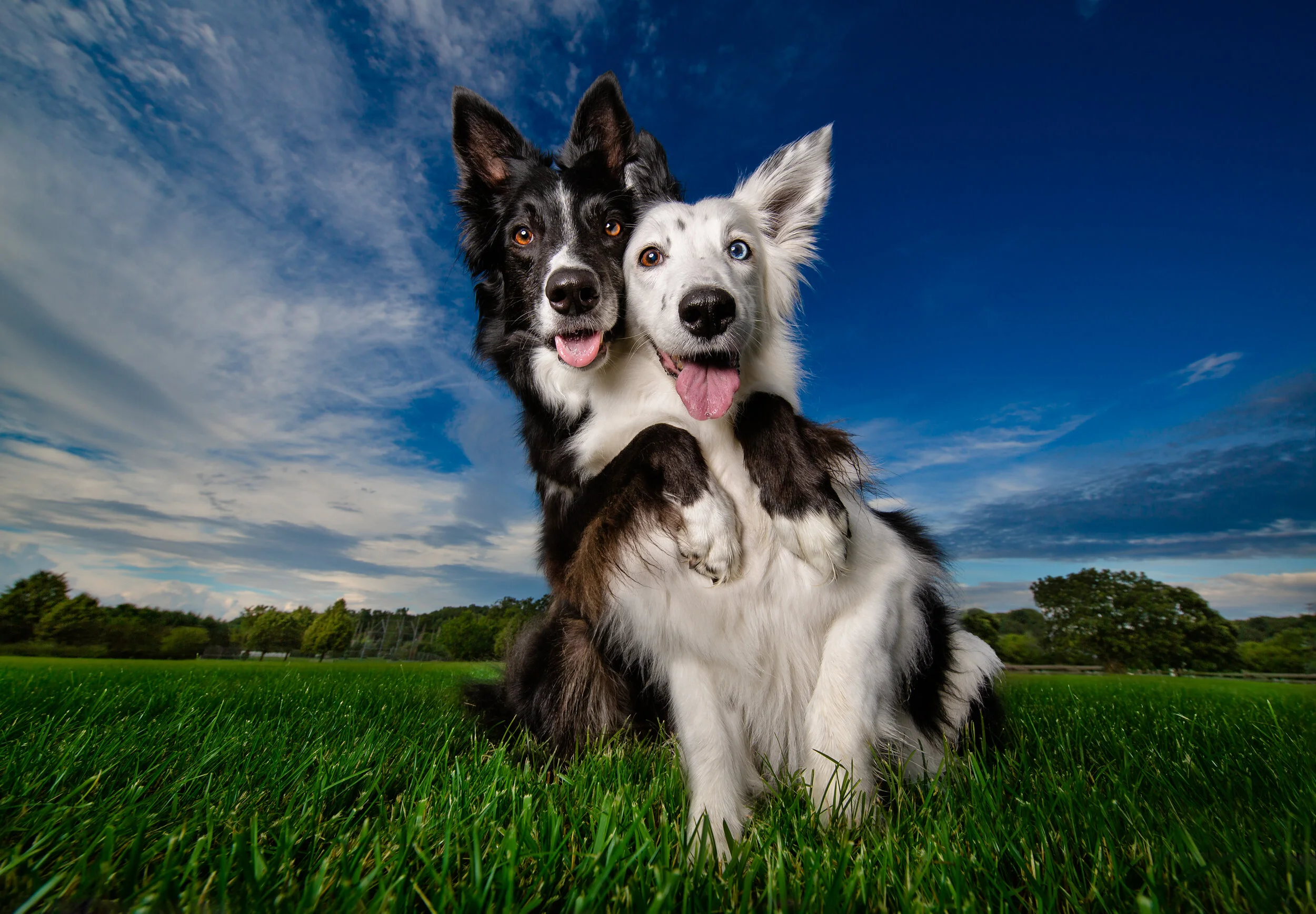 Dog Breath Photography