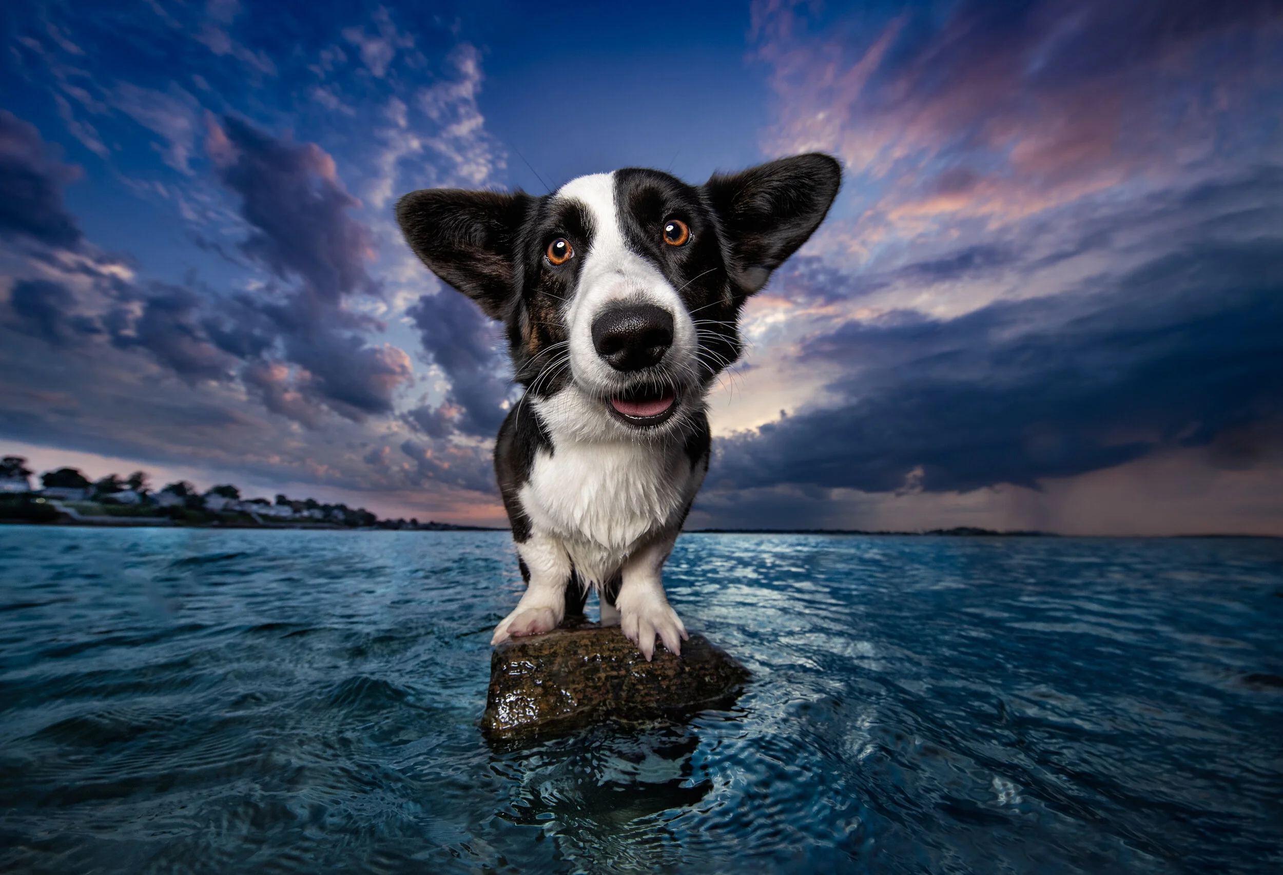 Dog Breath Photography