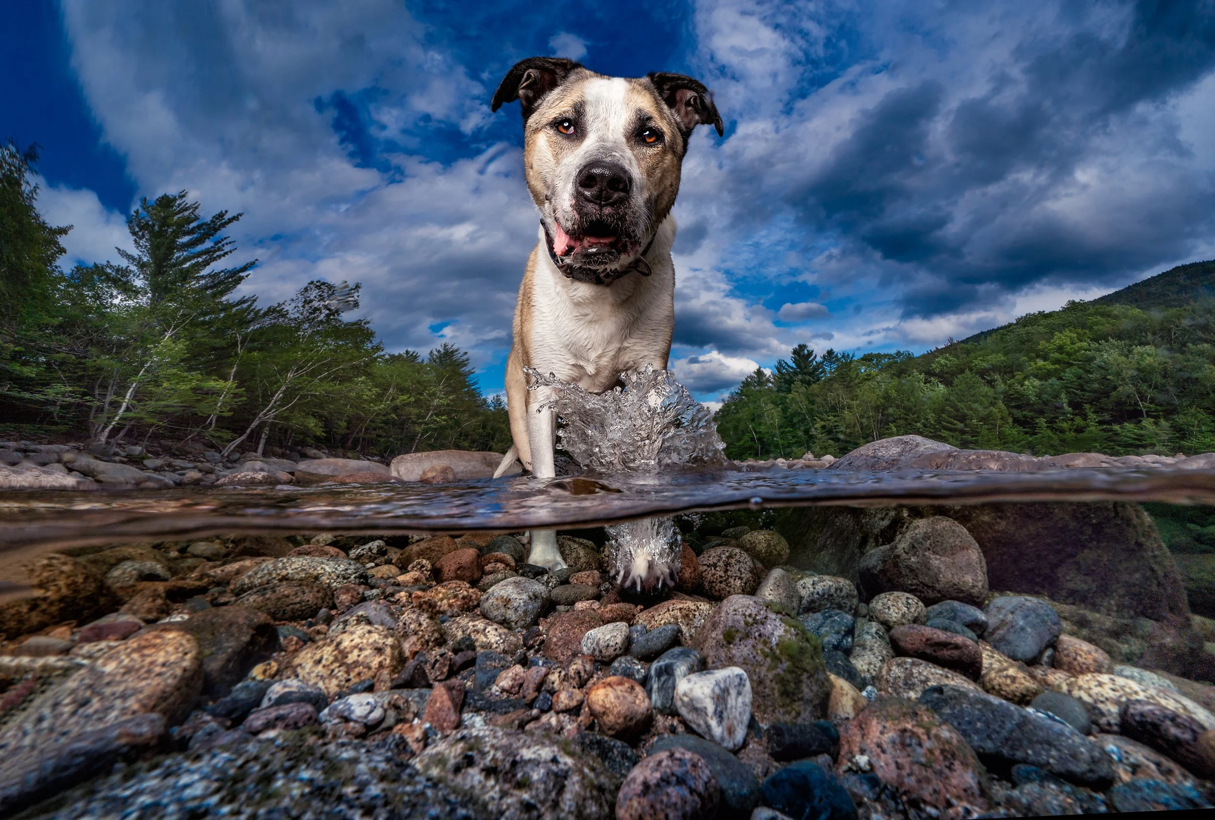 Dog Breath Photography