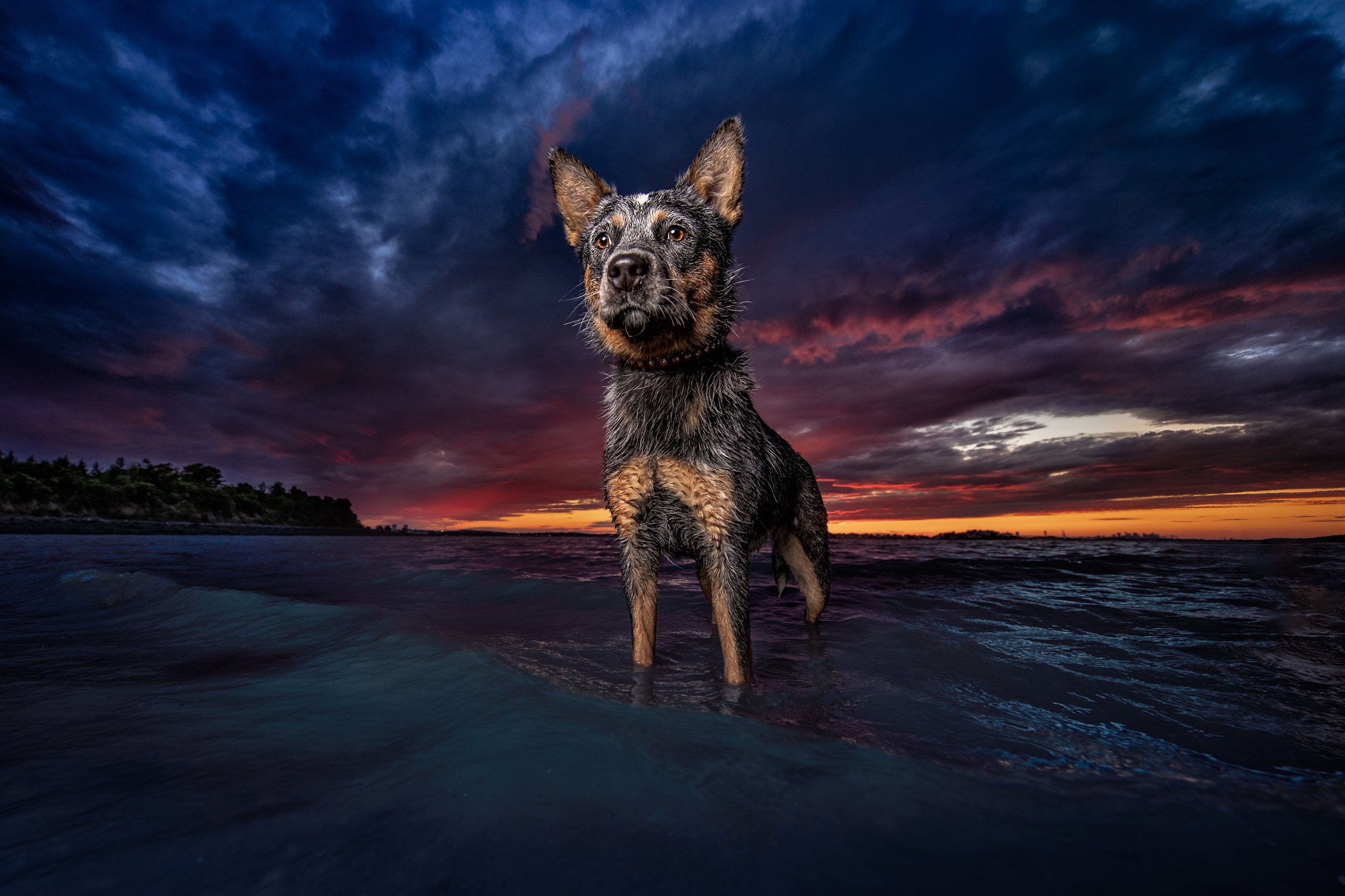 Dog Breath Photography