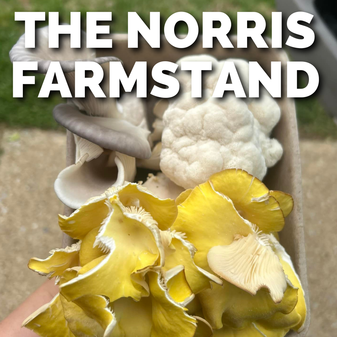 MALVERN — Growing Roots