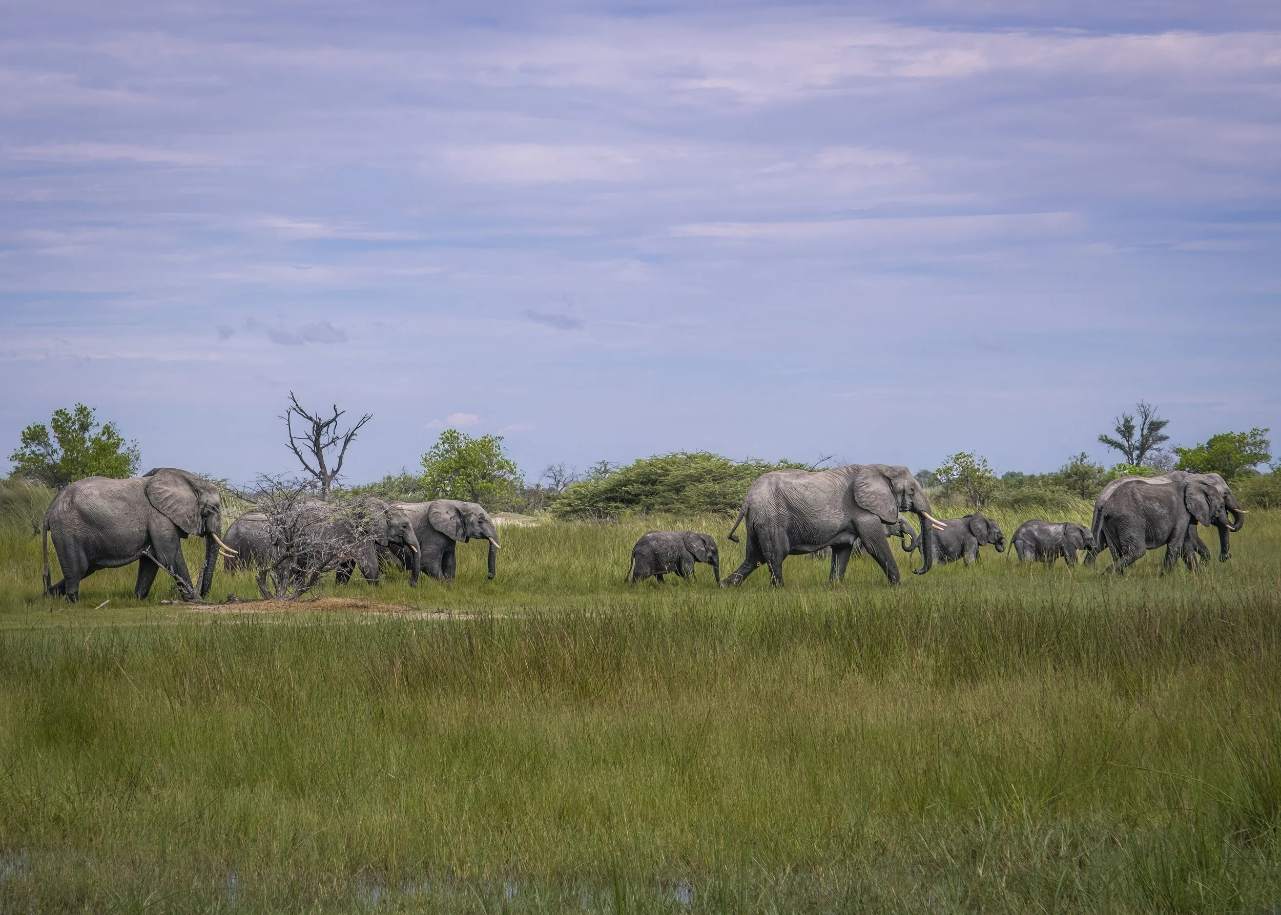 Wildlife - Botswana — Graham Sher Photography