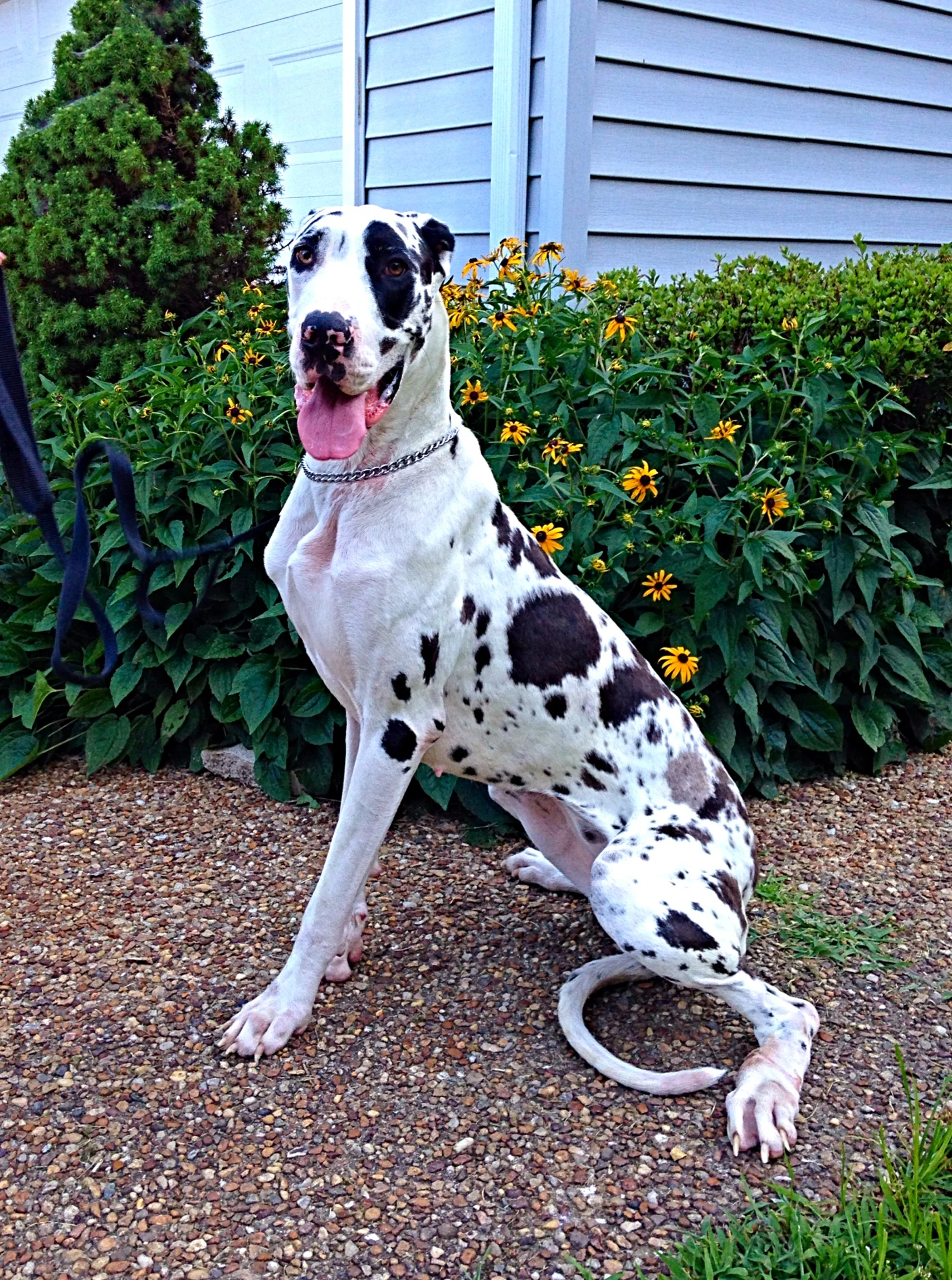 Harlequin Great Dane Female