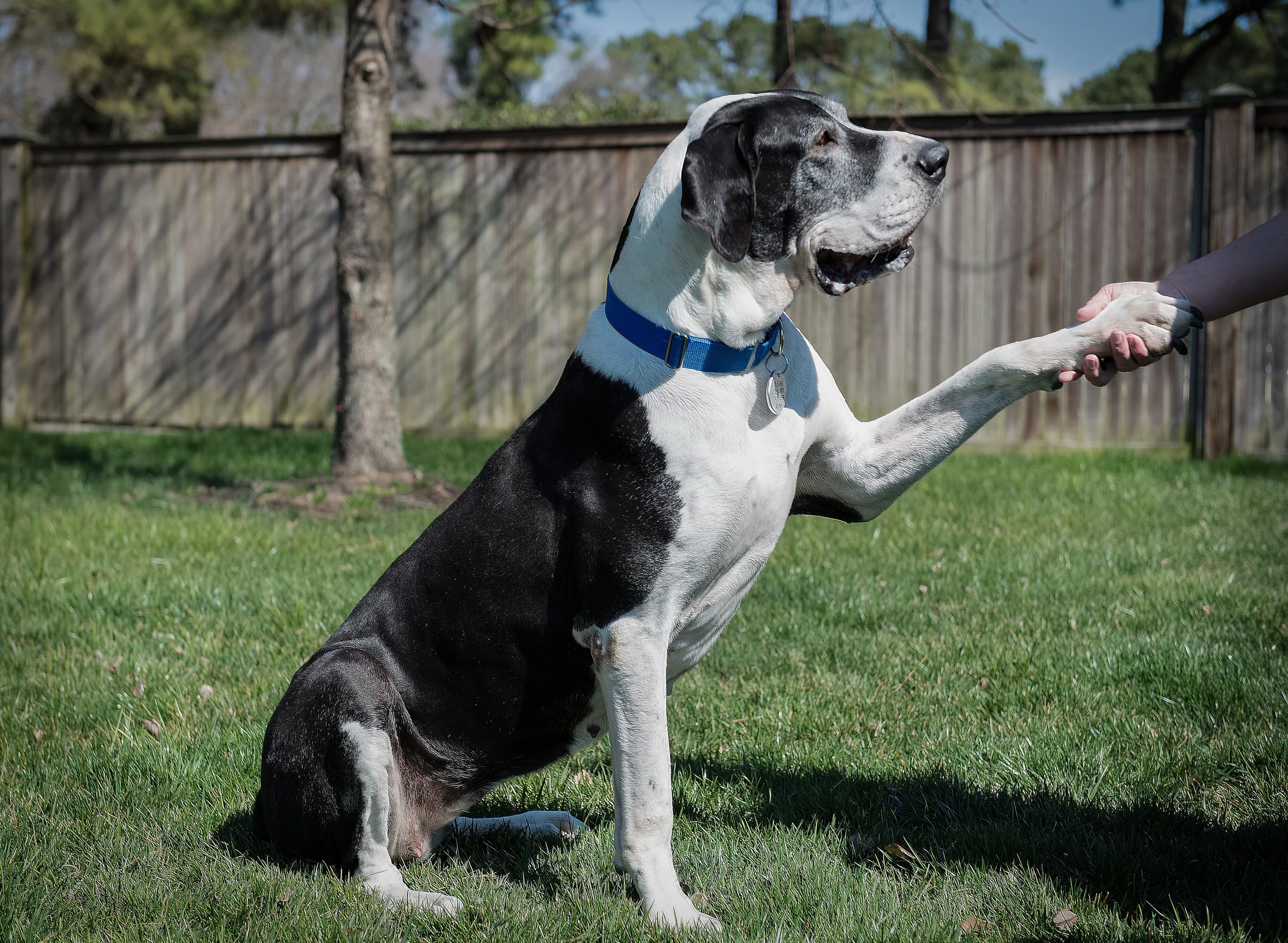 FAQ — Great Dane Rescue of the Commonwealth