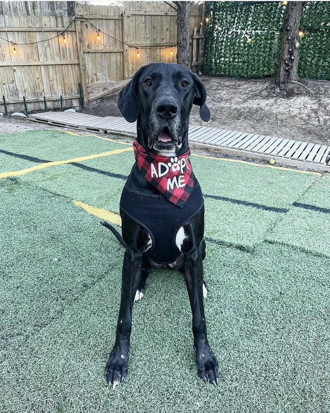 Great Dane Rescue of the Commonwealth