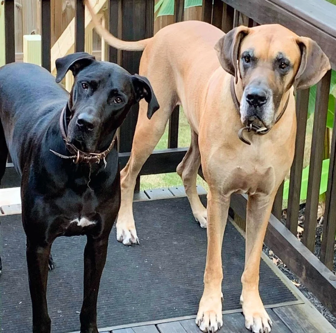 Great Dane Rescue of the Commonwealth