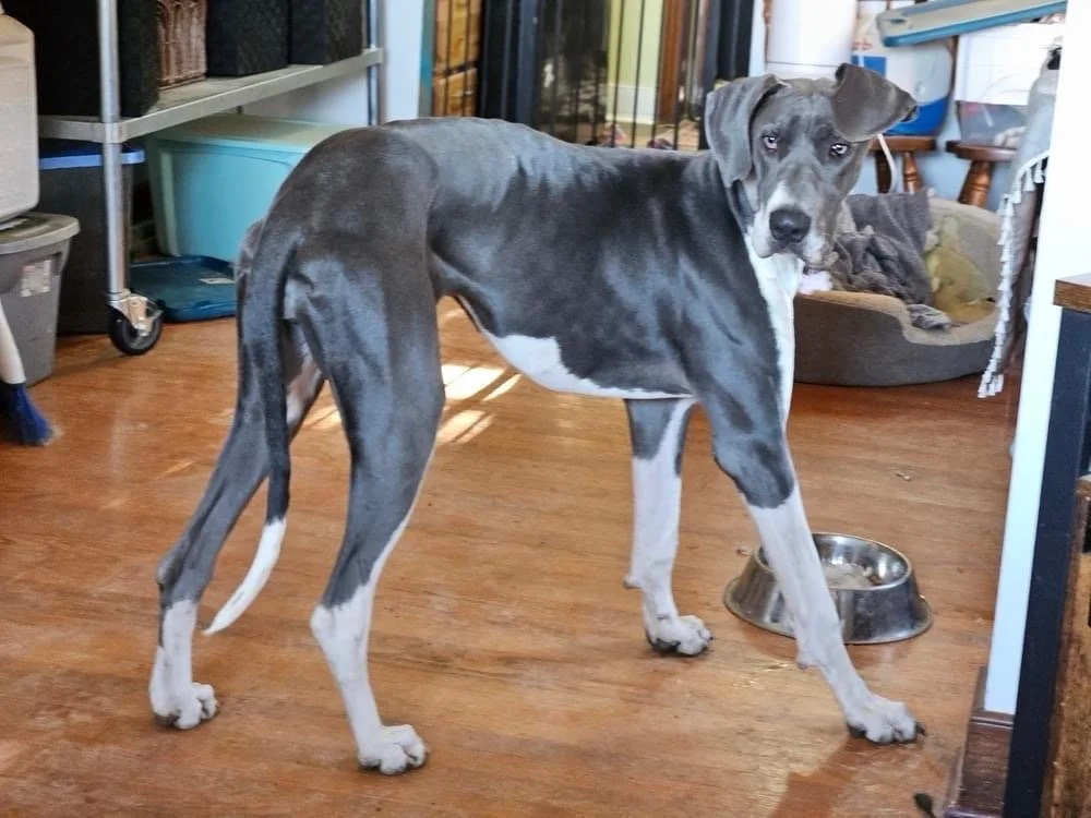 Great Dane Rescue of the Commonwealth