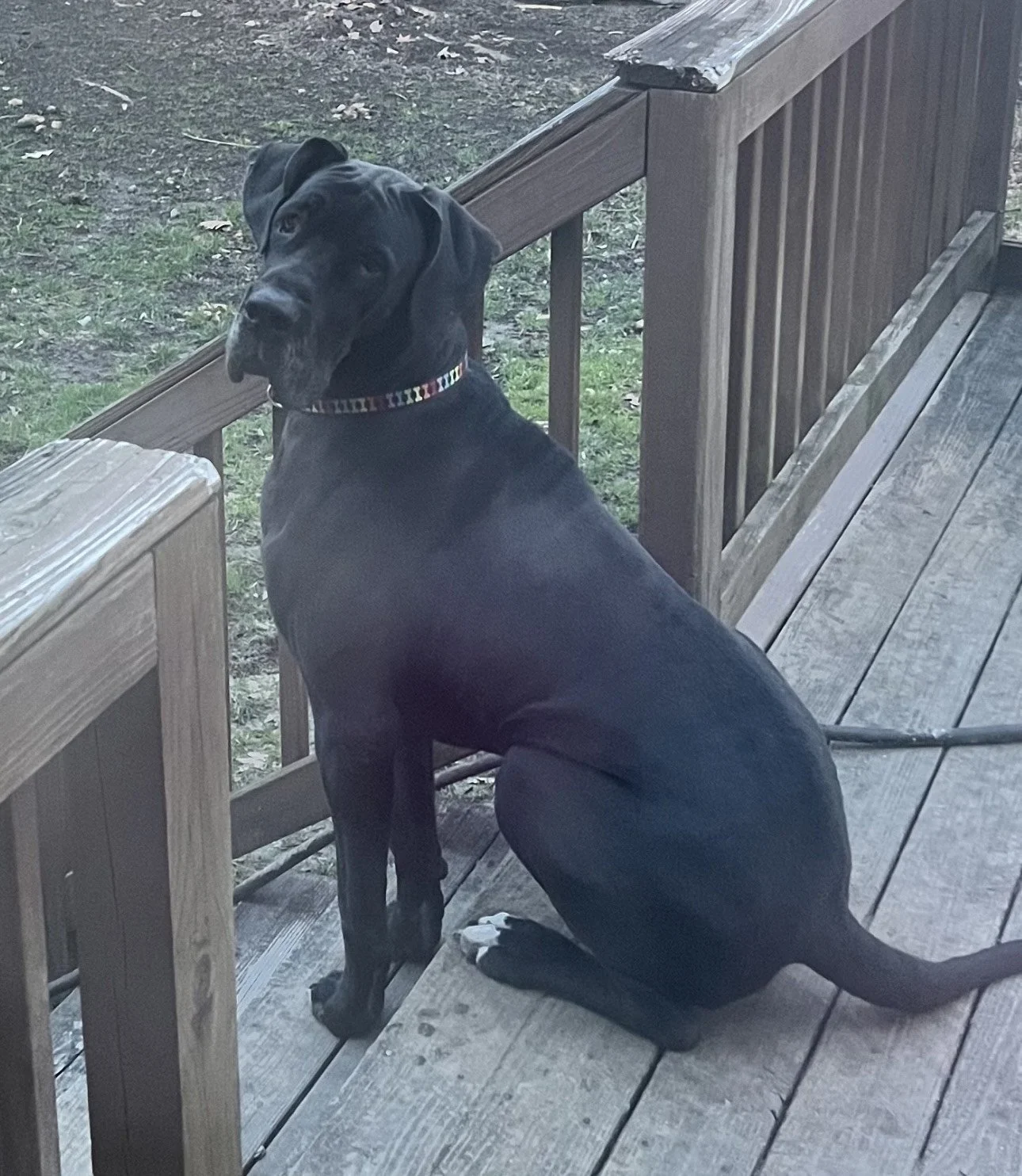 Great Dane Rescue of the Commonwealth