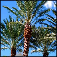 Certified Medjool Date Palms | Certified Zahidi Date Palms | Palm Trees ...
