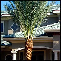 Certified Medjool Date Palms | Certified Zahidi Date Palms | Palm Trees ...